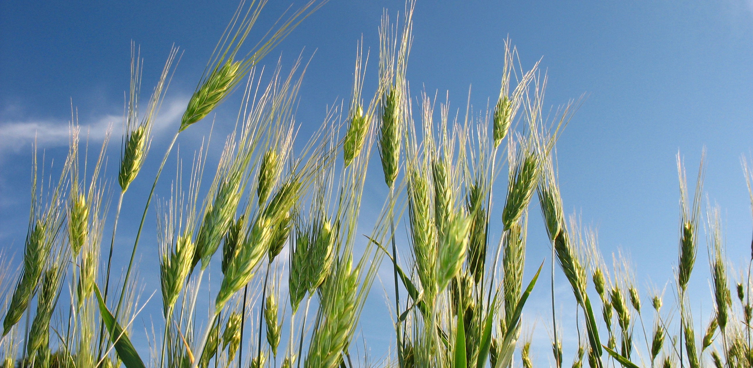 Rye Grass Uses & Rye Flower Pollen Extract Benefits & Side Effects